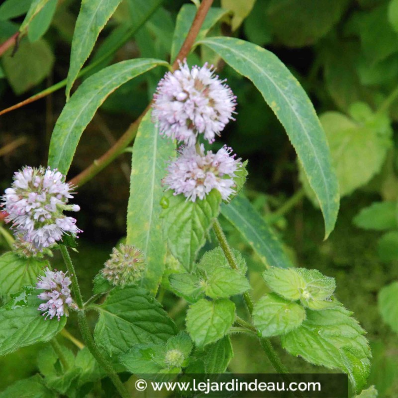 Mentha aquatica, Menthe aquatique, berge, filtrante - Le Jardin d'Eau