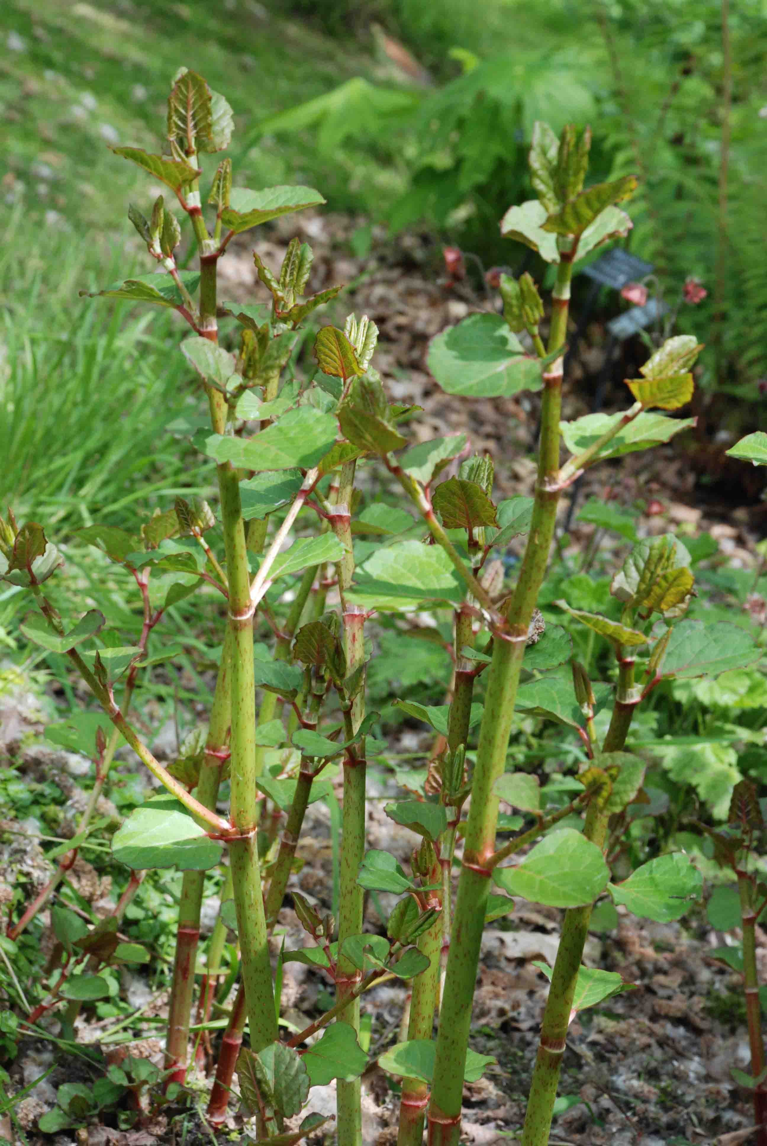FALLOPIA japonica 'Compacta', Renouée du Japon, rose - Le Jardin d'Eau