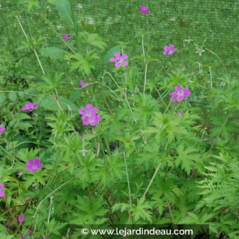 GERANIUM palustre, marais, berge, marécage, sol humide-Le Jardin d'Eau