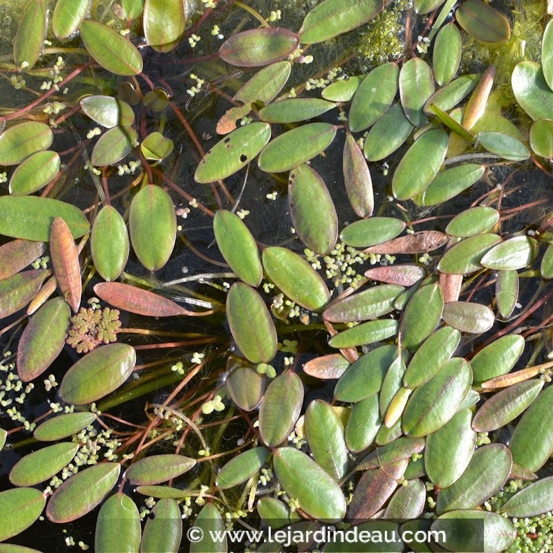 Alisma natans, Luronium natans, aquatique à fleur - Le Jardin d'Eau