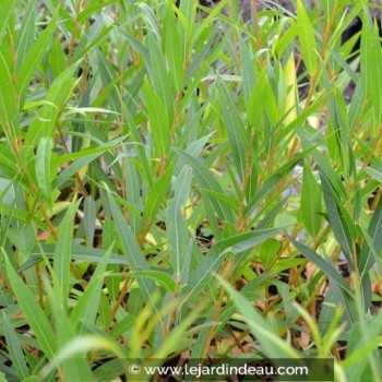 Salix viminalis, arbuste, vannerie, frais, humide - Le Jardin d'Eau