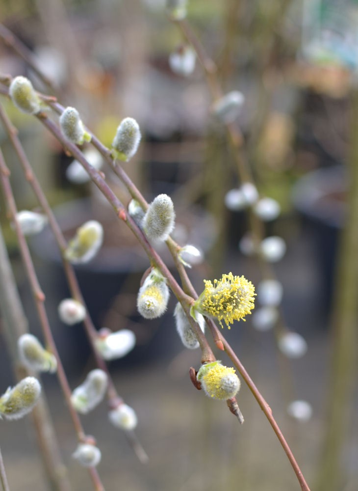 SALIX caprea, arbuste, sol frais, humide, chaton blanc - Le Jardin d'eau