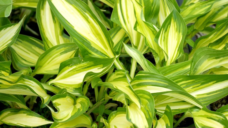 HOSTA 'Cascades', joli feuillage retombant tricolore - Le Jardin d'eau