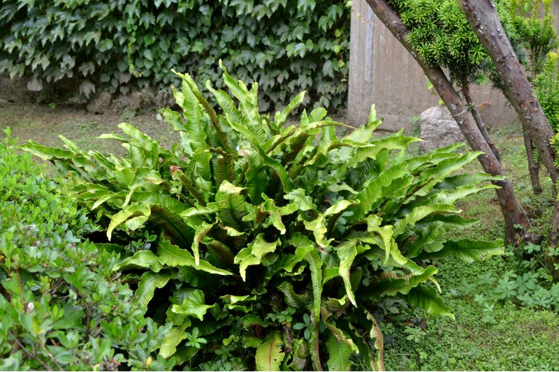 PHYLLITIS scolopendrium, Langue de cerf, fronde entière - Le Jardin d'eau