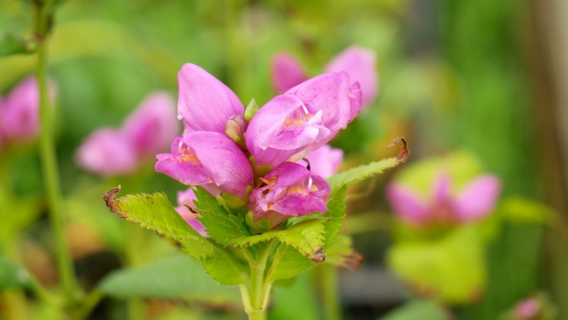 CHELONE obliqua, Galane oblique, touffe dressée, rose -Le Jardin d'Eau