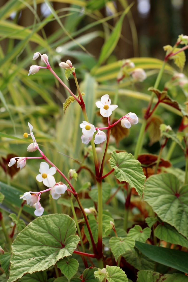 BEGONIA grandis subsp. evensiana 'Alba', rustique - Le Jardin d'eau