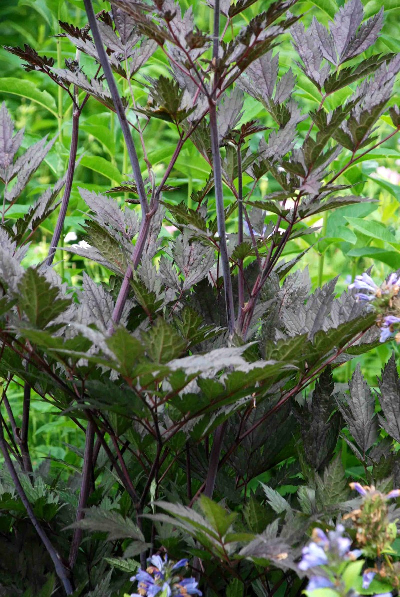 ACTAEA simplex 'Brunette', CIMICIFUGA, Cierge d'Argent - Le Jardin d'eau