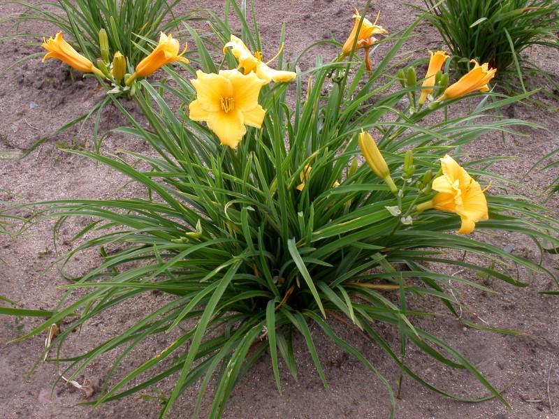 HEMEROCALLIS 'Stella De Oro', hémérocalle, jaune or - Le Jardin d'eau