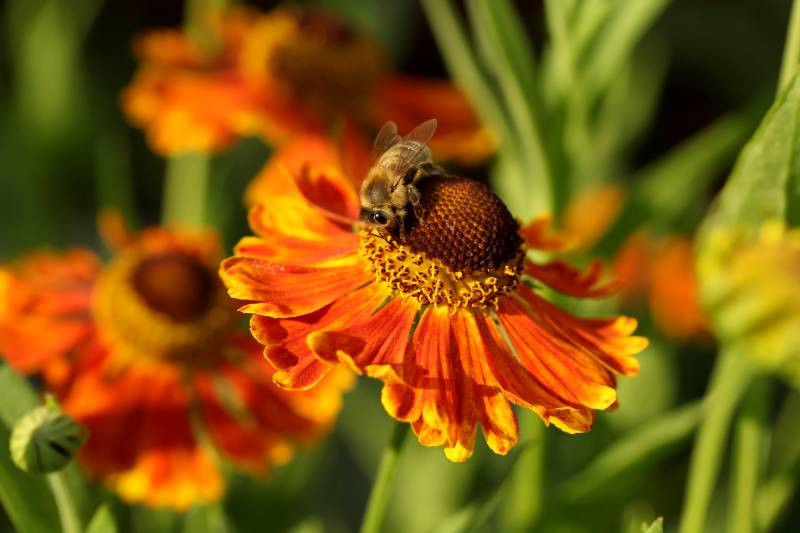 HELENIUM 'Waltraut', hélénie, marguerites jaune orangé - Le Jardin d'eau