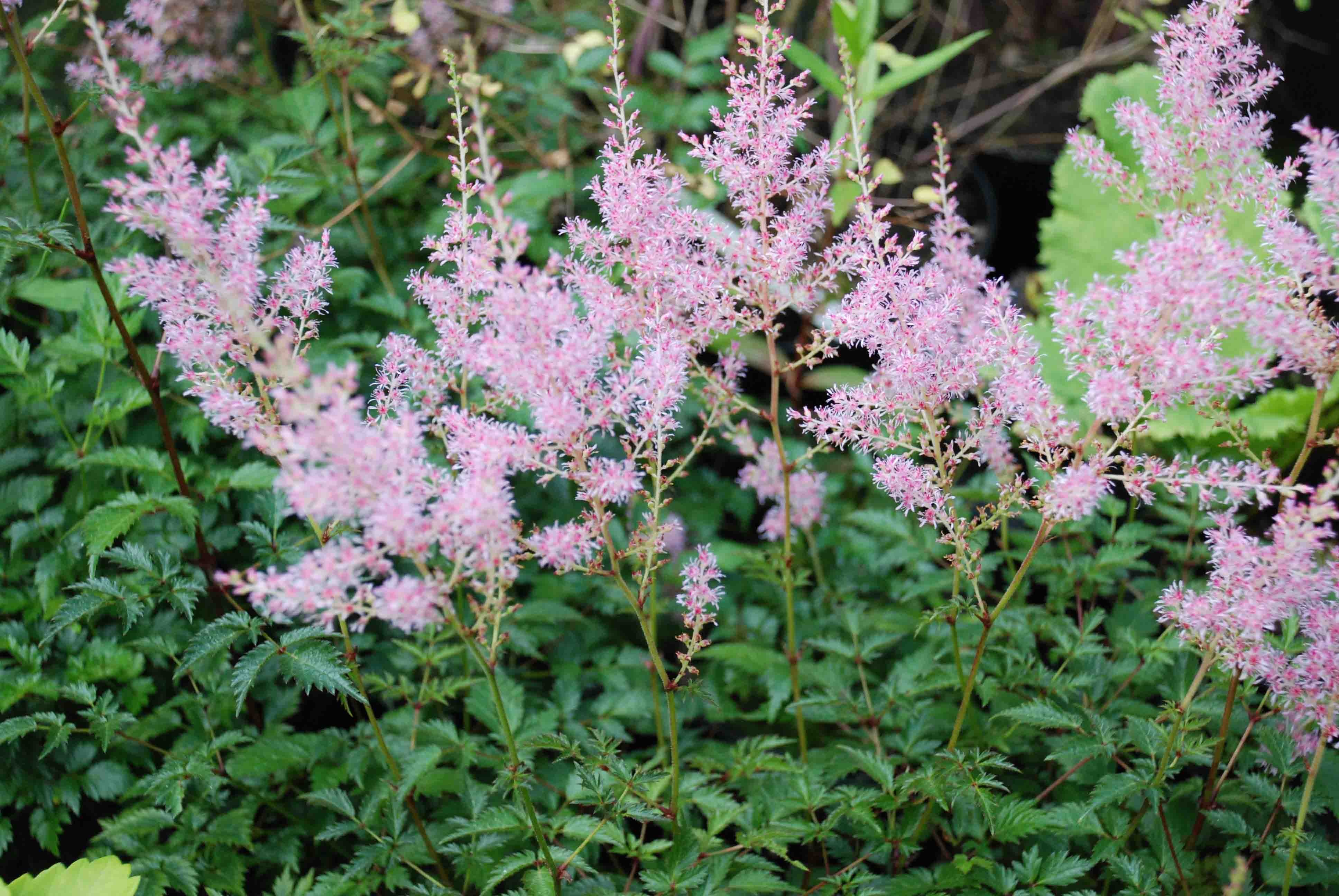 Astilbe simplicifolia 'Sprite' Astilbe achat vente le jardin d'eau