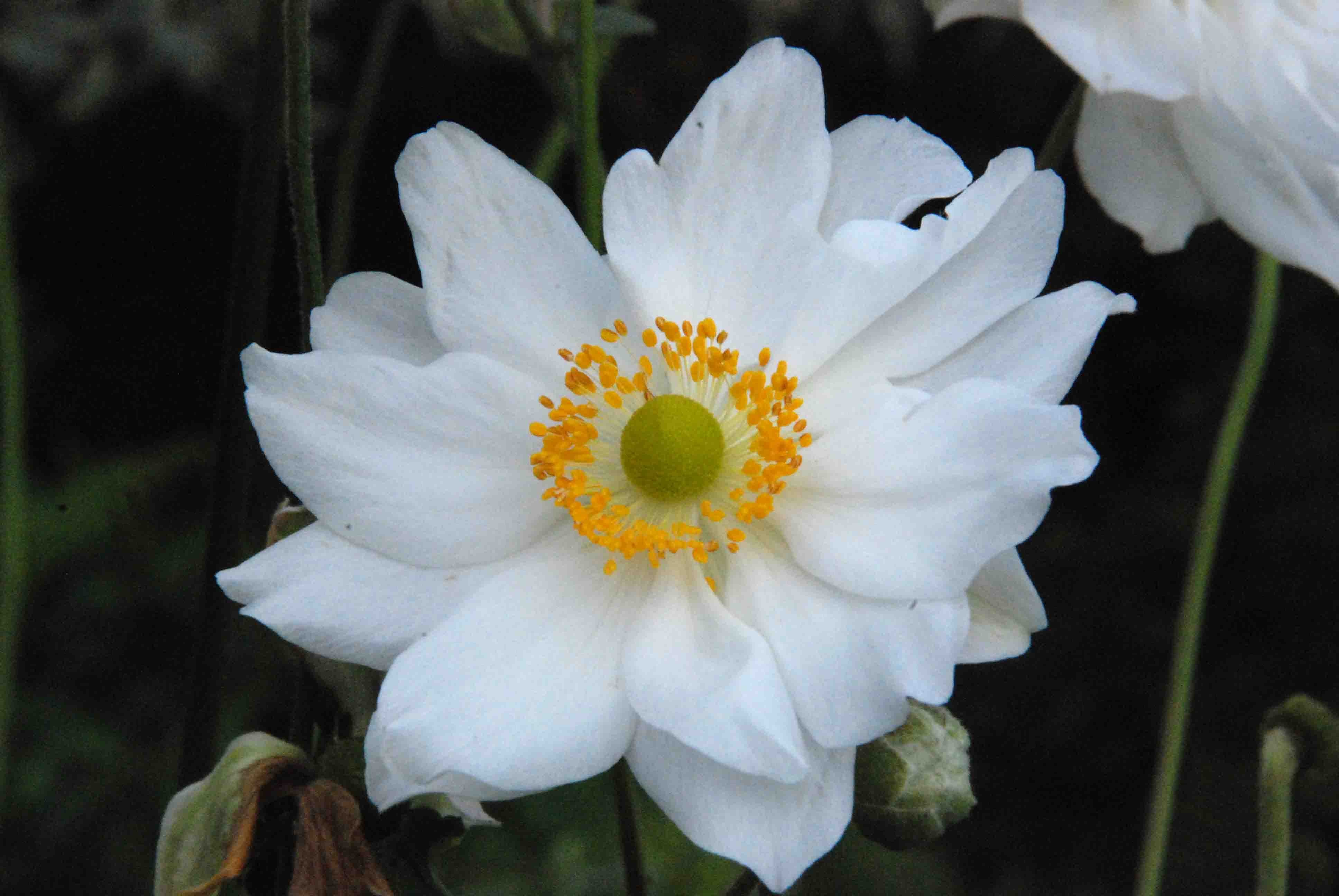 ANEMONE hybrida 'Whirlwind', Anémone du Japon, blanc - Le Jardin d'Eau