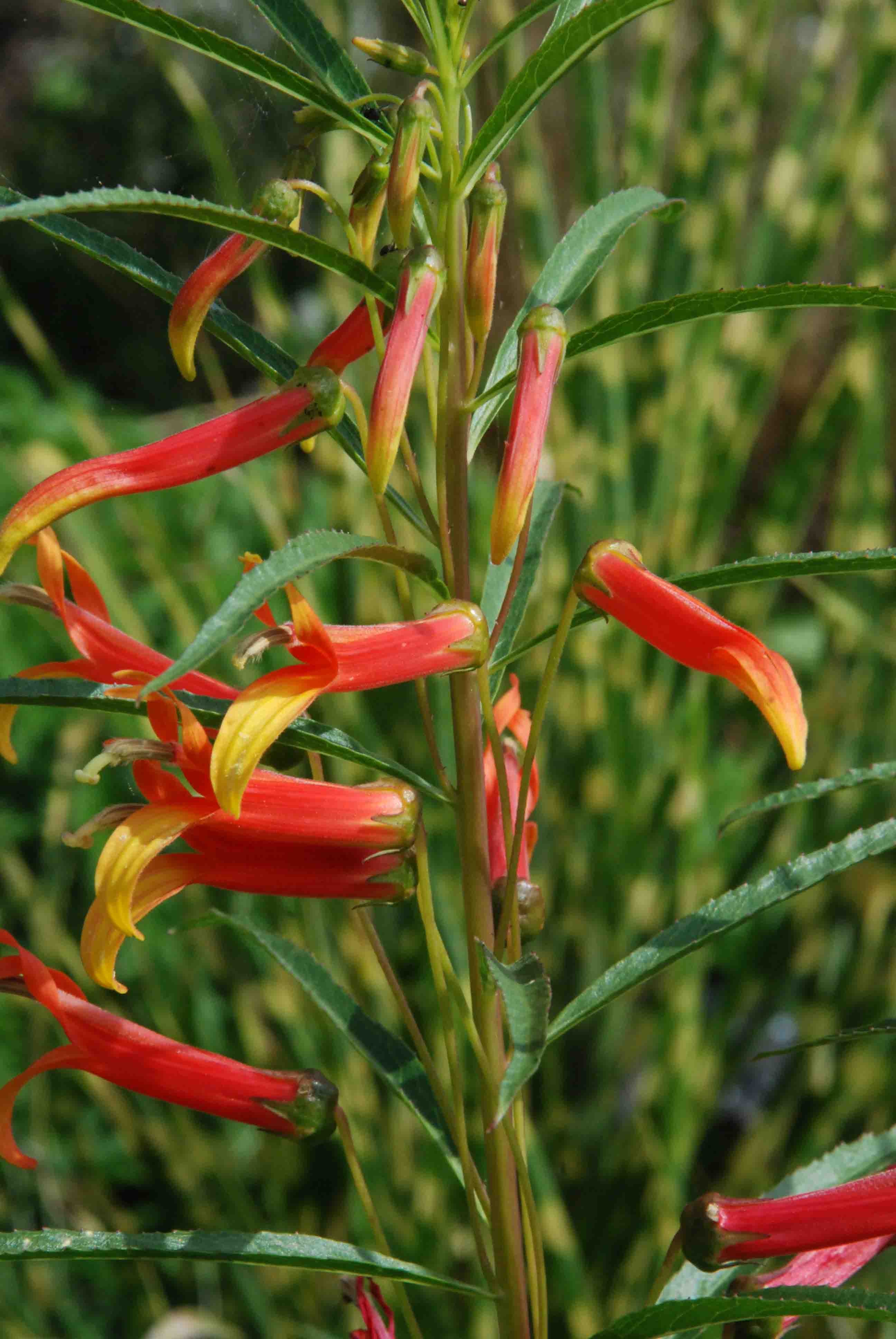 LOBELIA laxiflora, Lobélie, fleur rouge,orange,jaune - Le Jardin d'Eau