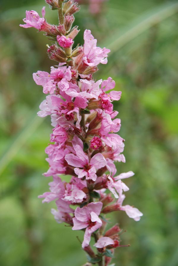 LYTHRUM salicaria 'Blush', rose, filtrante, rive berge - Le Jardin d'eau