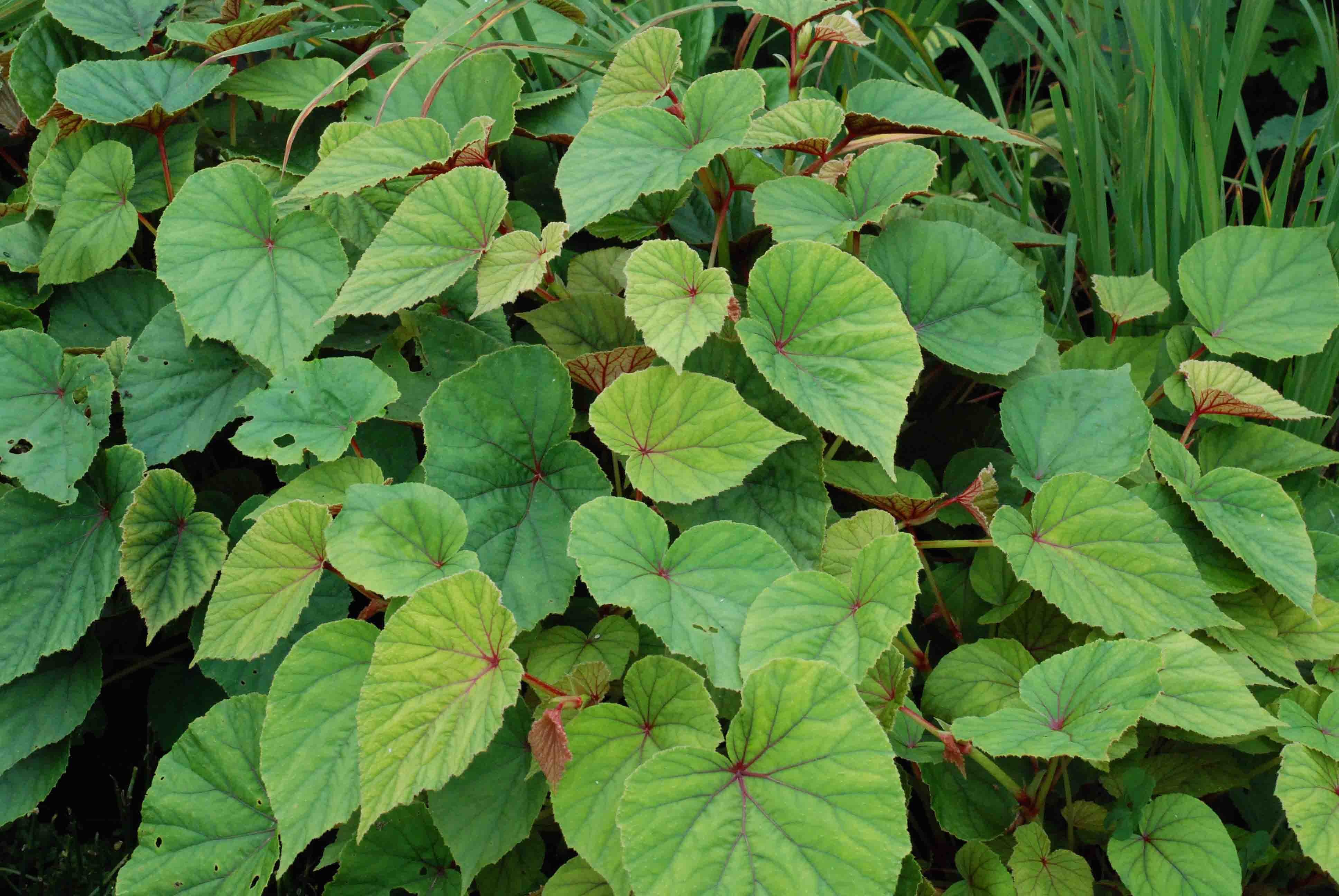 BEGONIA grandis subsp. evensiana 'Alba', rustique - Le Jardin d'eau